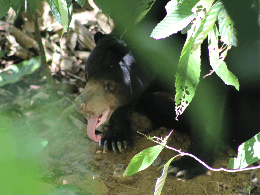 A Walk with Sun Bears – Gretchen Coffman