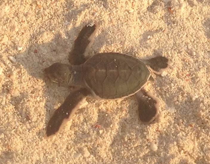 Turtle Conservation with TRACC on Pom Pom Island – Gretchen Coffman