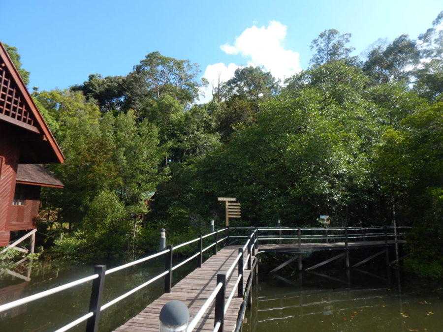 Mangrove Madness – Gretchen Coffman