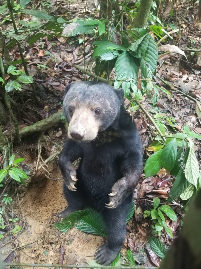 Sunny Day for the Sun Bears! – Gretchen Coffman