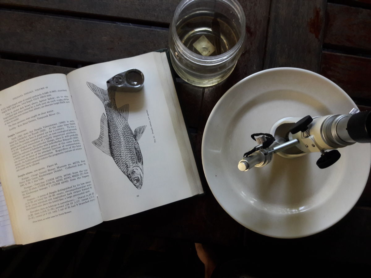 The Tungog Task – Gretchen Coffman