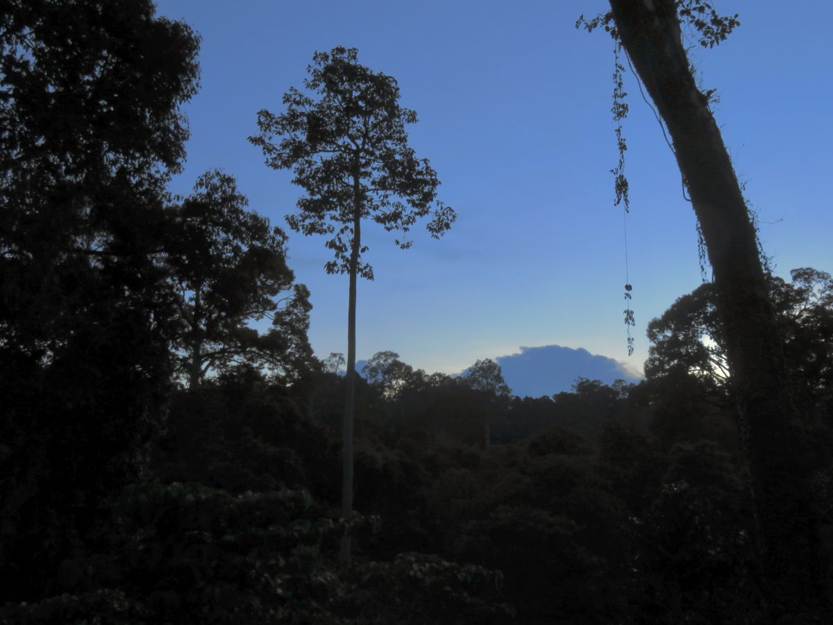A Night Walk in the Rainforest to Remember – Gretchen Coffman