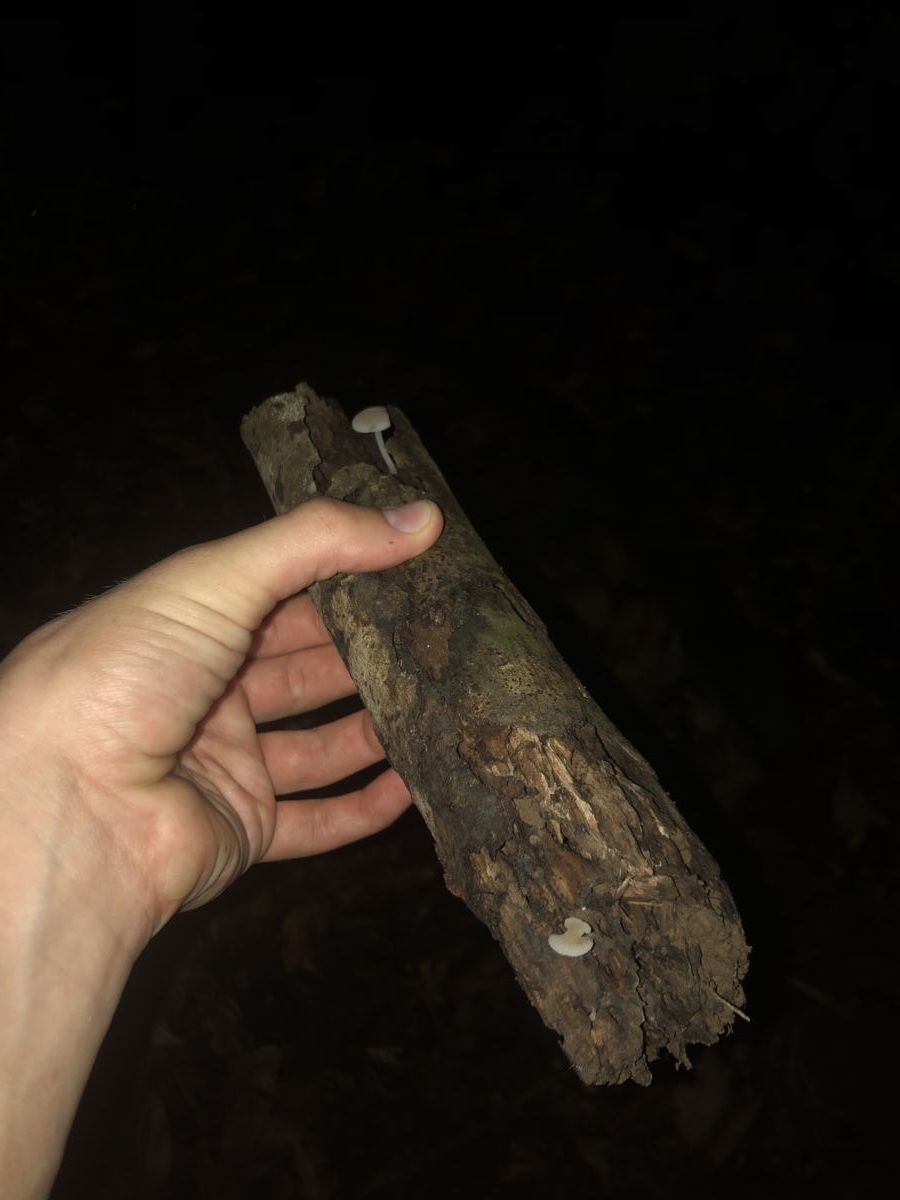 Bioluminescent Fungi: Nature’s Night Light – Gretchen Coffman