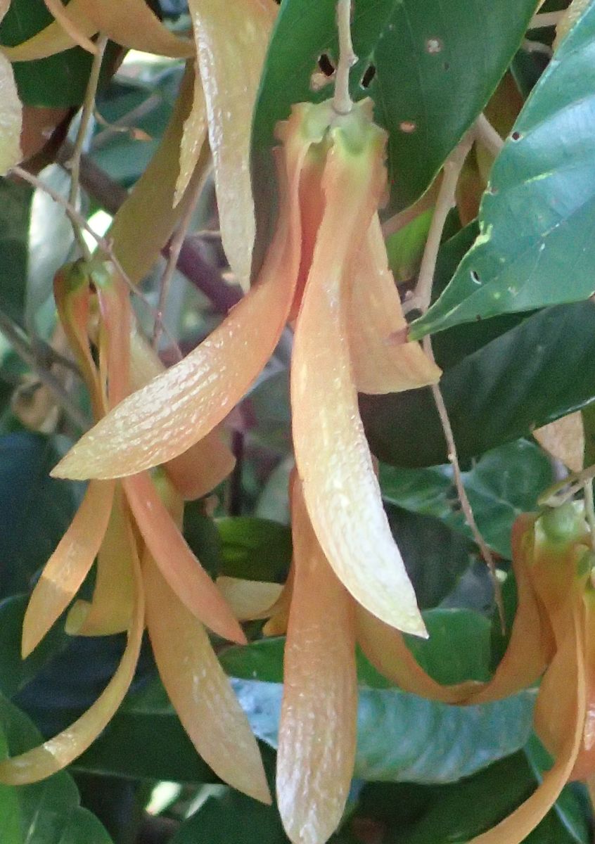 An Oasis of Ficus! – Gretchen Coffman