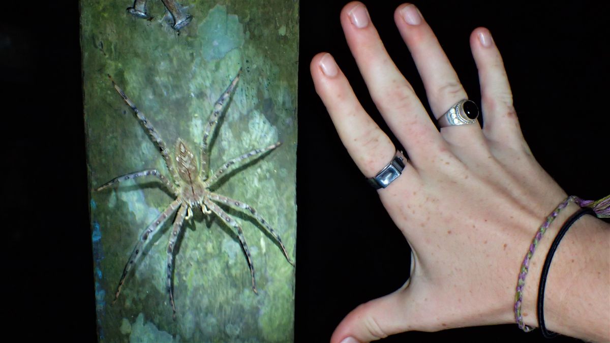 A Night Walk in the Rainforest to Remember – Gretchen Coffman