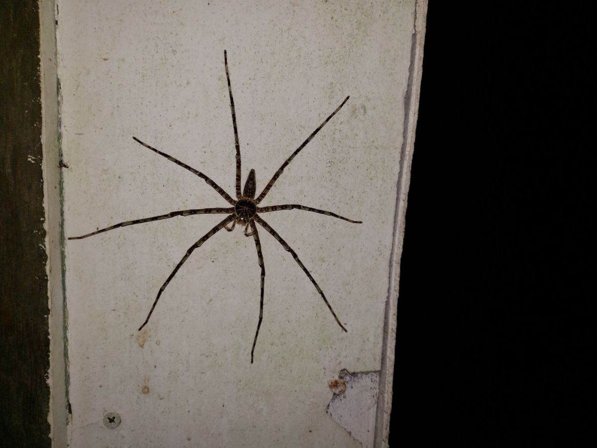 GIVE SPIDERS A CHANCE: Borneo Edition – Gretchen Coffman